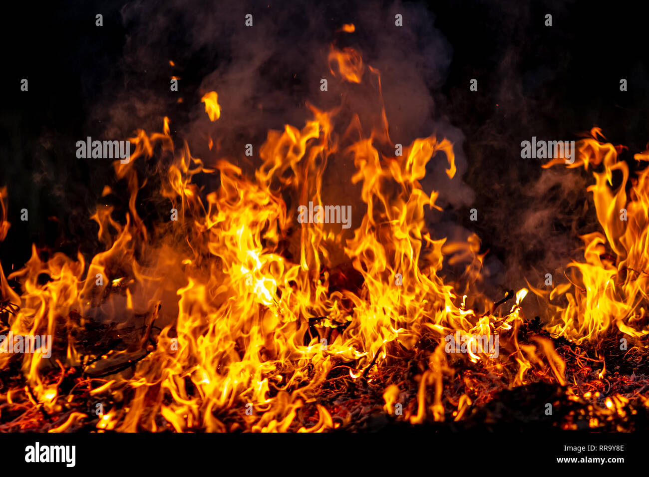 Forest wildfire at night whole area covered by flame and clouds of dark ...