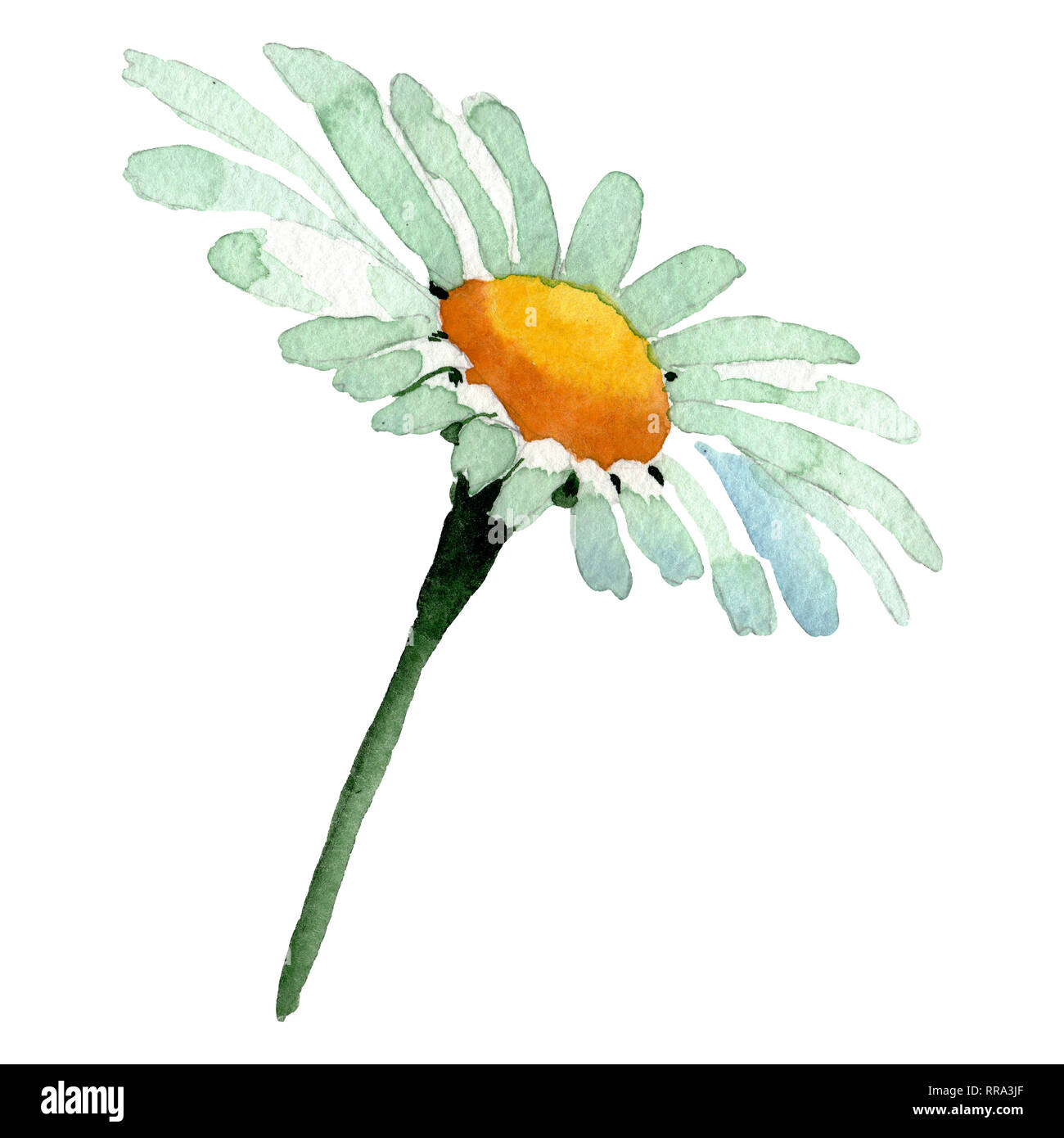 White daisy floral botanical flower. Watercolor background illustration ...