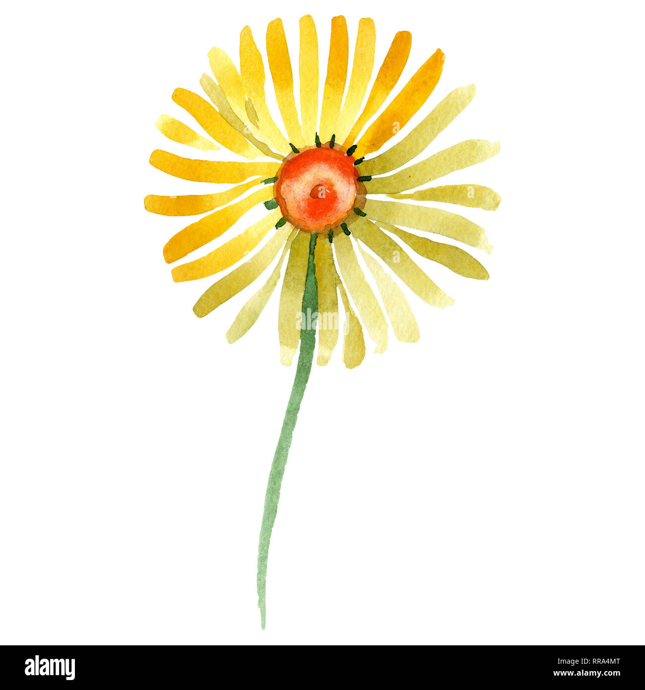 Yellow daisy floral botanical flower. Watercolor background ... Yellow daisy floral botanical flower. Watercolor background ...