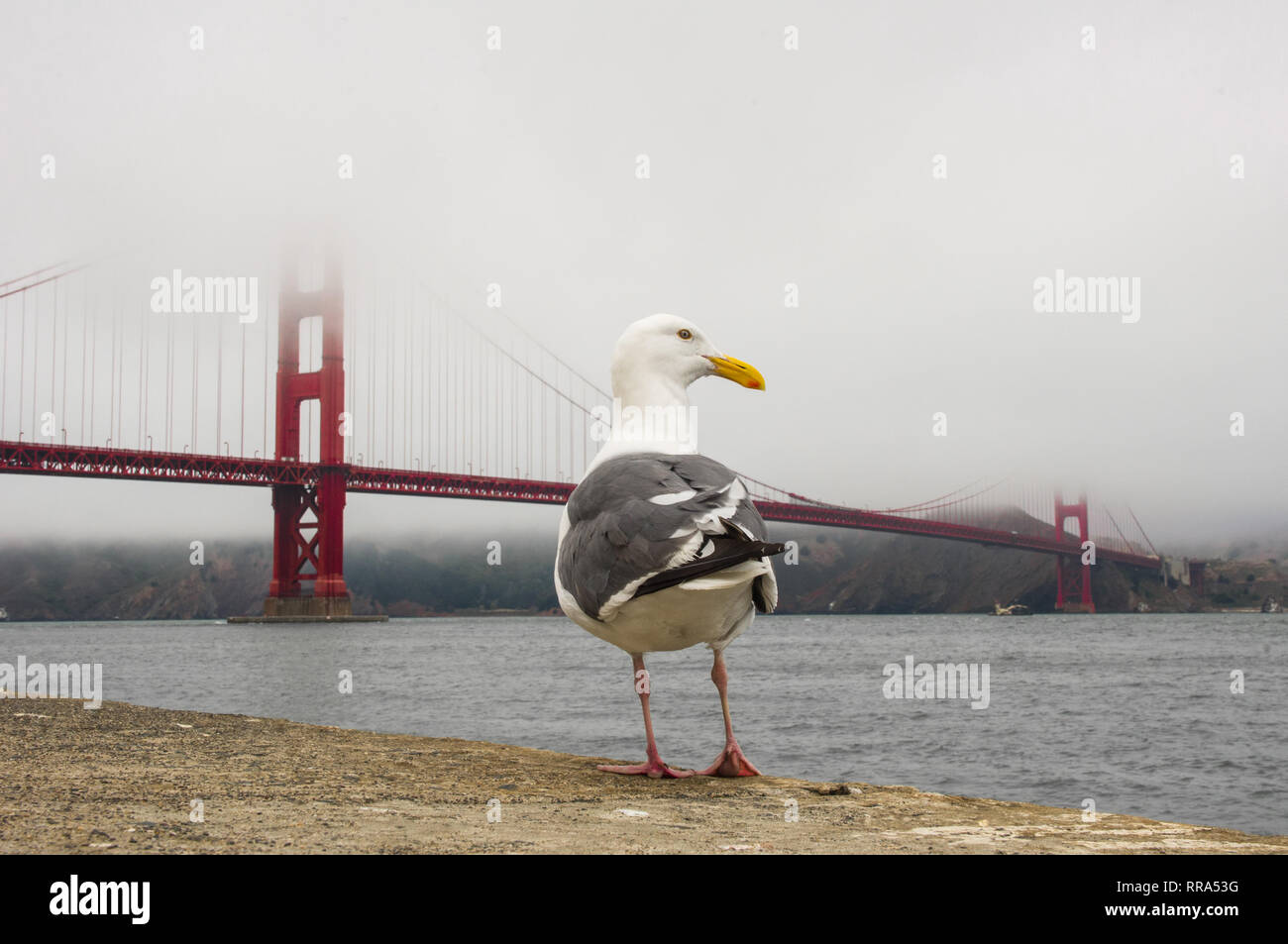 A seagull in front of Golden Gate Bridge in San Francisco, USA Stock ...