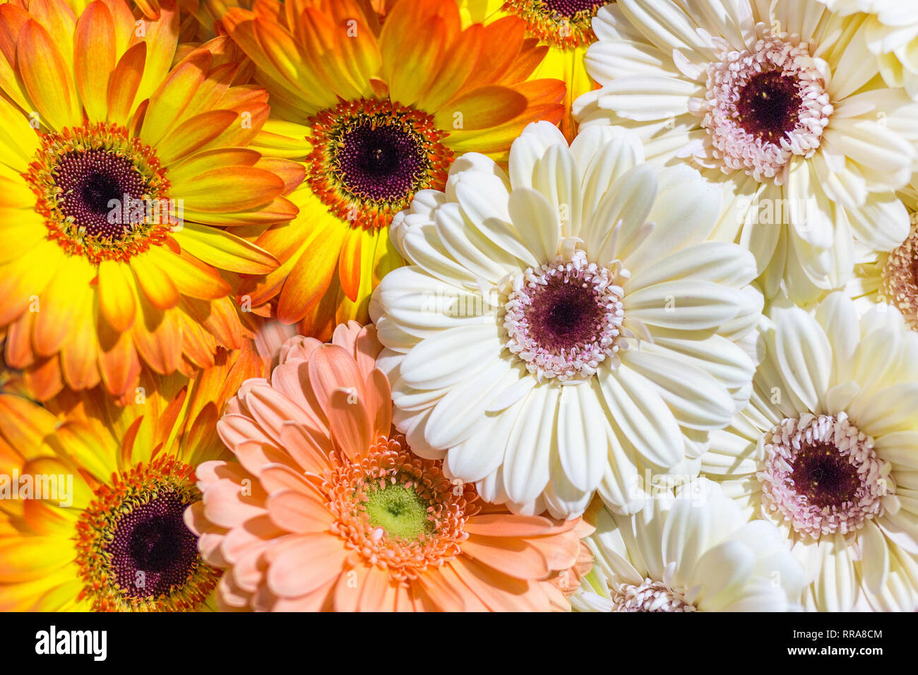 Daisy flower gerbera heads bouquet background. Flat lay floristic ...