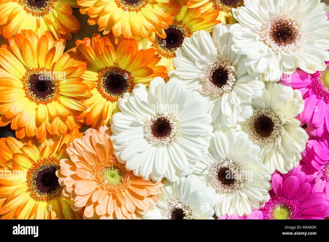 Daisy flower gerbera heads bouquet background. Flat lay floristic ...
