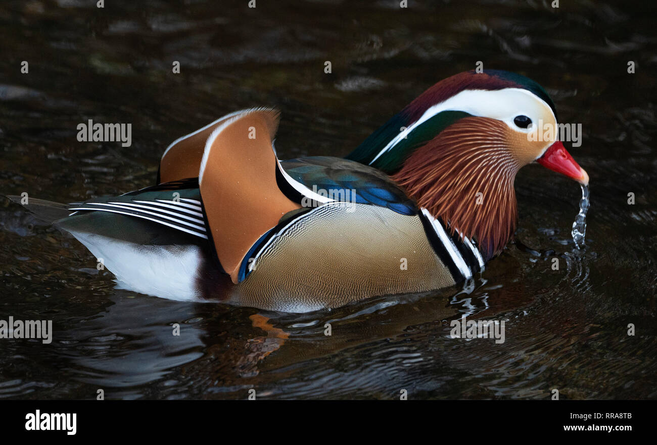 River lowther hi-res stock photography and images - Alamy