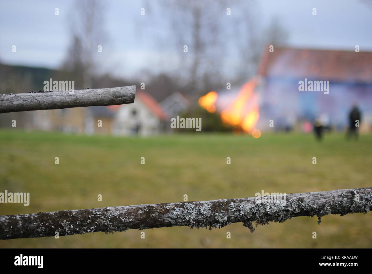 Cows running as they get out in spring. One cow stands still watching ...