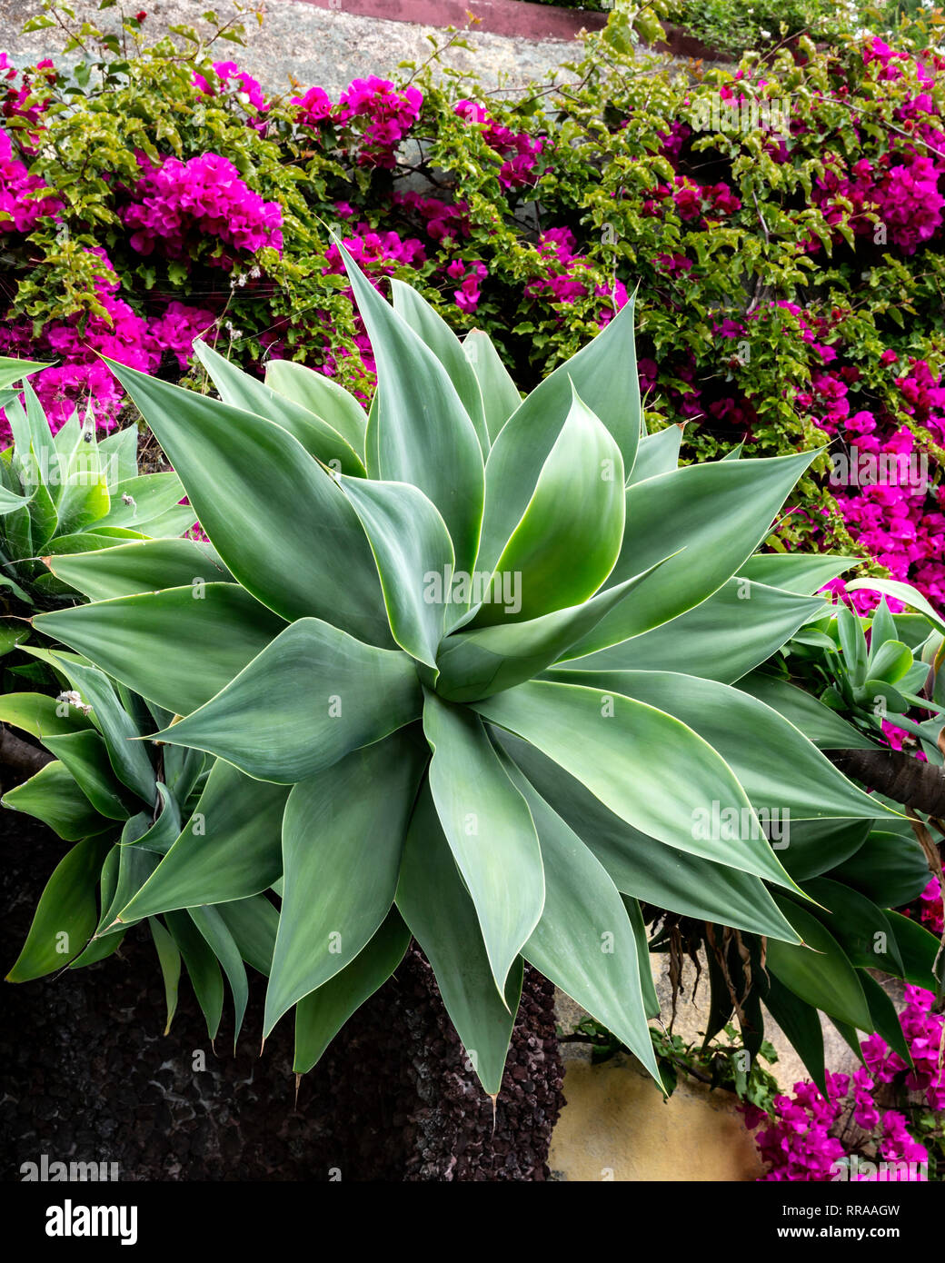 Agave rosette hi-res stock photography and images - Alamy