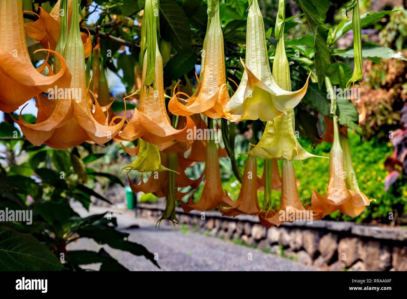 Exotic gardens hi-res stock photography and images - Alamy