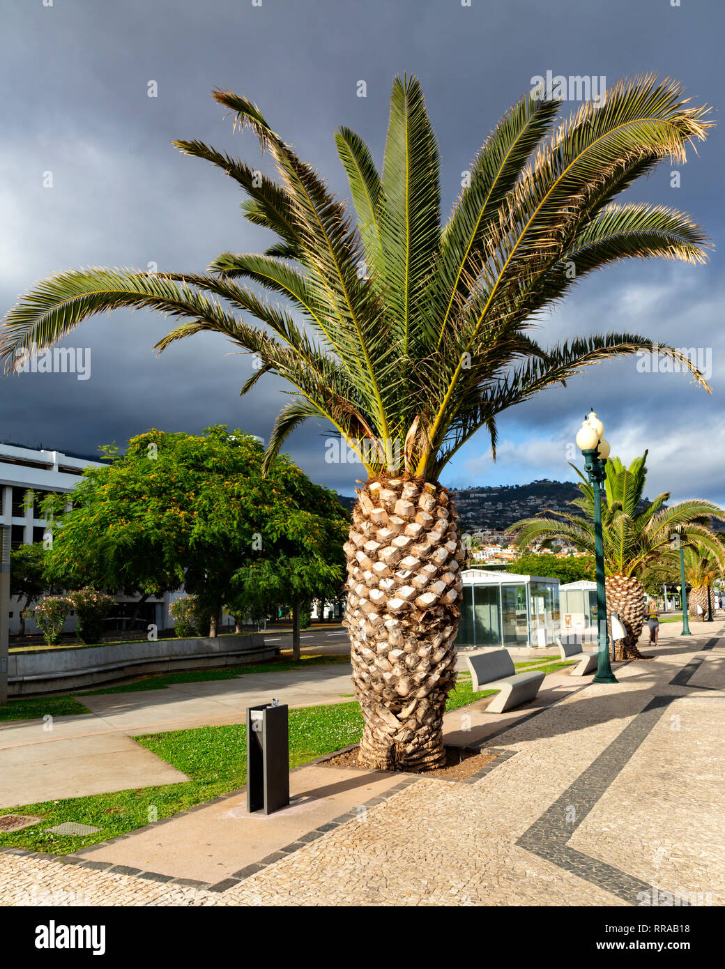 Palm tree on Funchal Esplanade, Madeira, Portugal Stock Photo - Alamy