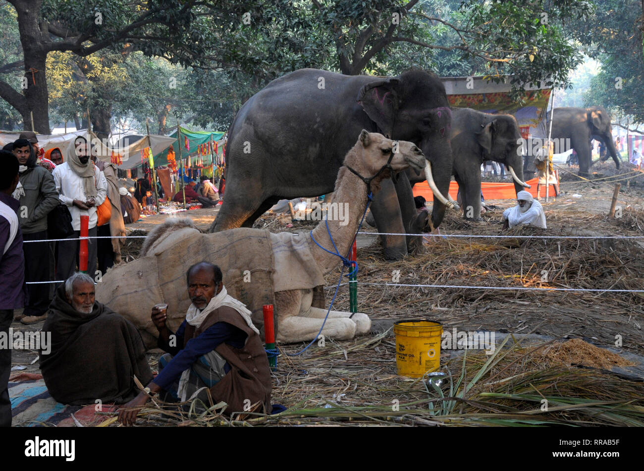 Attendents with their elephants and camel at a camp during the annual ...