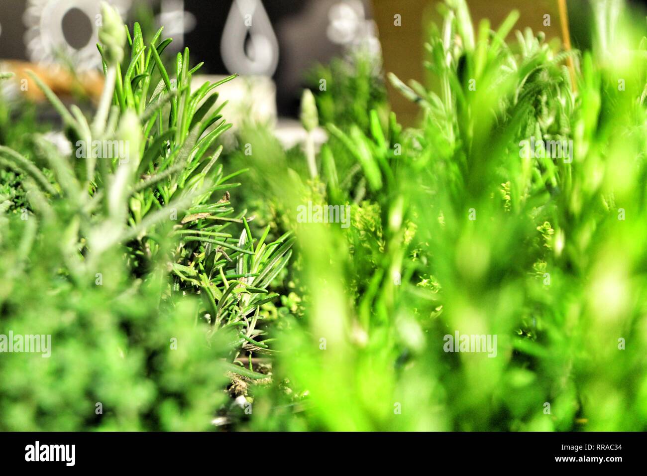 Fresh aromatic herbs texture in a shop Stock Photo - Alamy