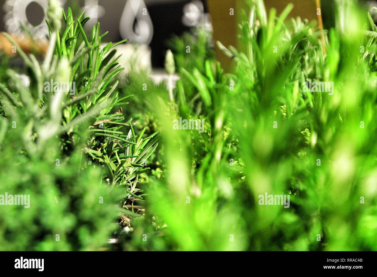 Fresh aromatic herbs texture in a shop Stock Photo - Alamy