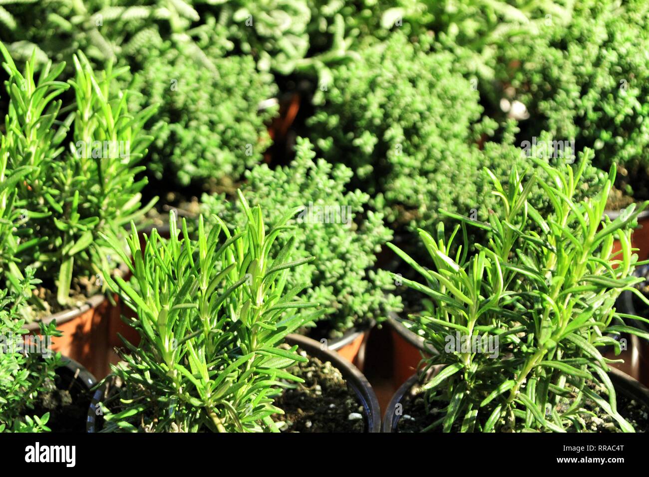 Fresh aromatic herbs texture in a shop Stock Photo - Alamy