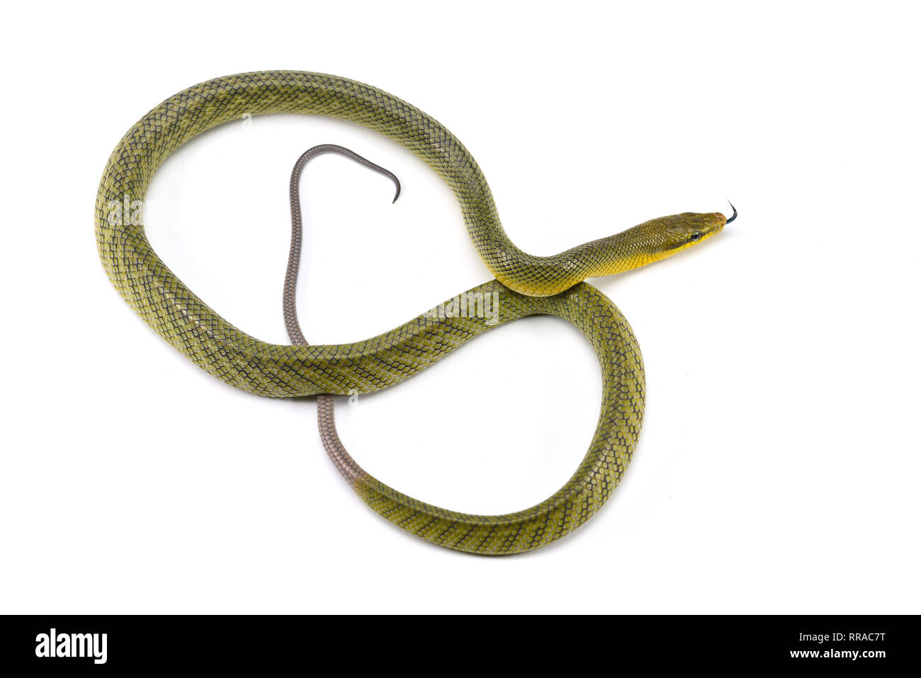 The red-tailed green ratsnake isolated on white background Stock Photo ...
