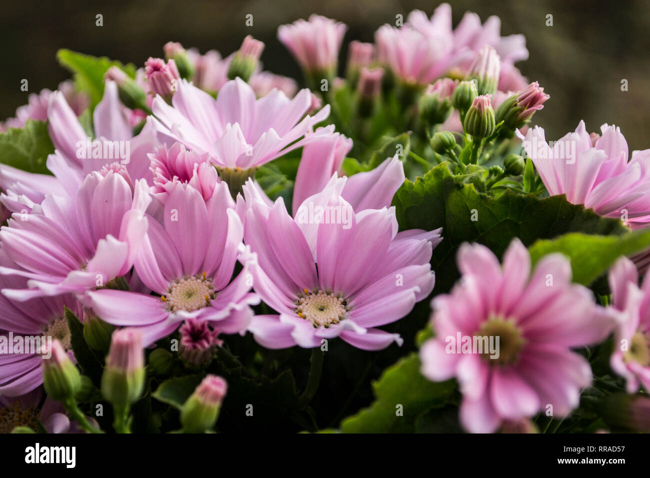 Beautiful outdoor pink spring flowers in bloom from Asteraceae family ...