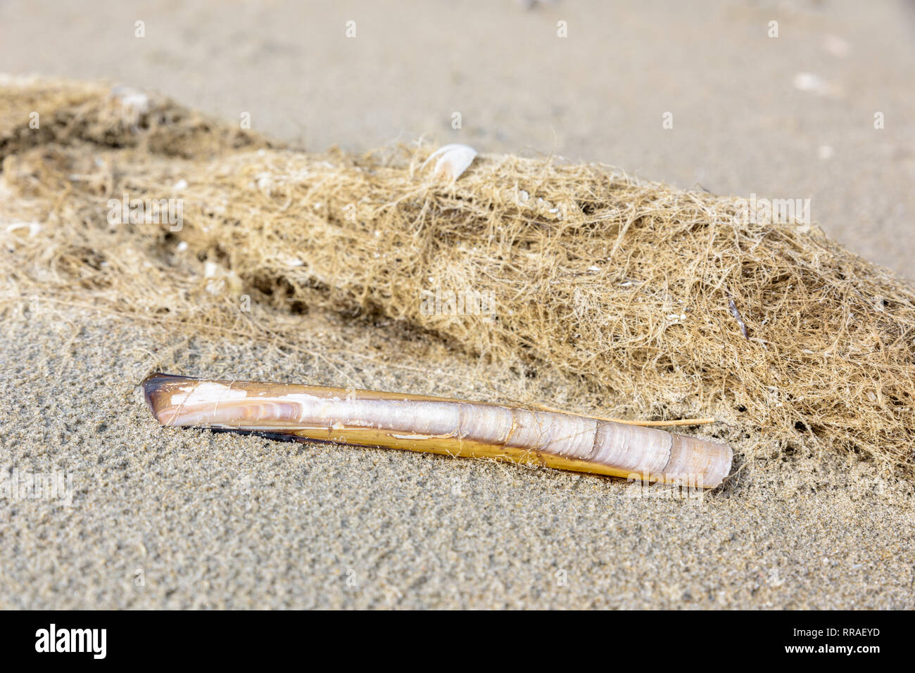 Natural still life of a razor clam (ensis ensis) lying on the beach at ...