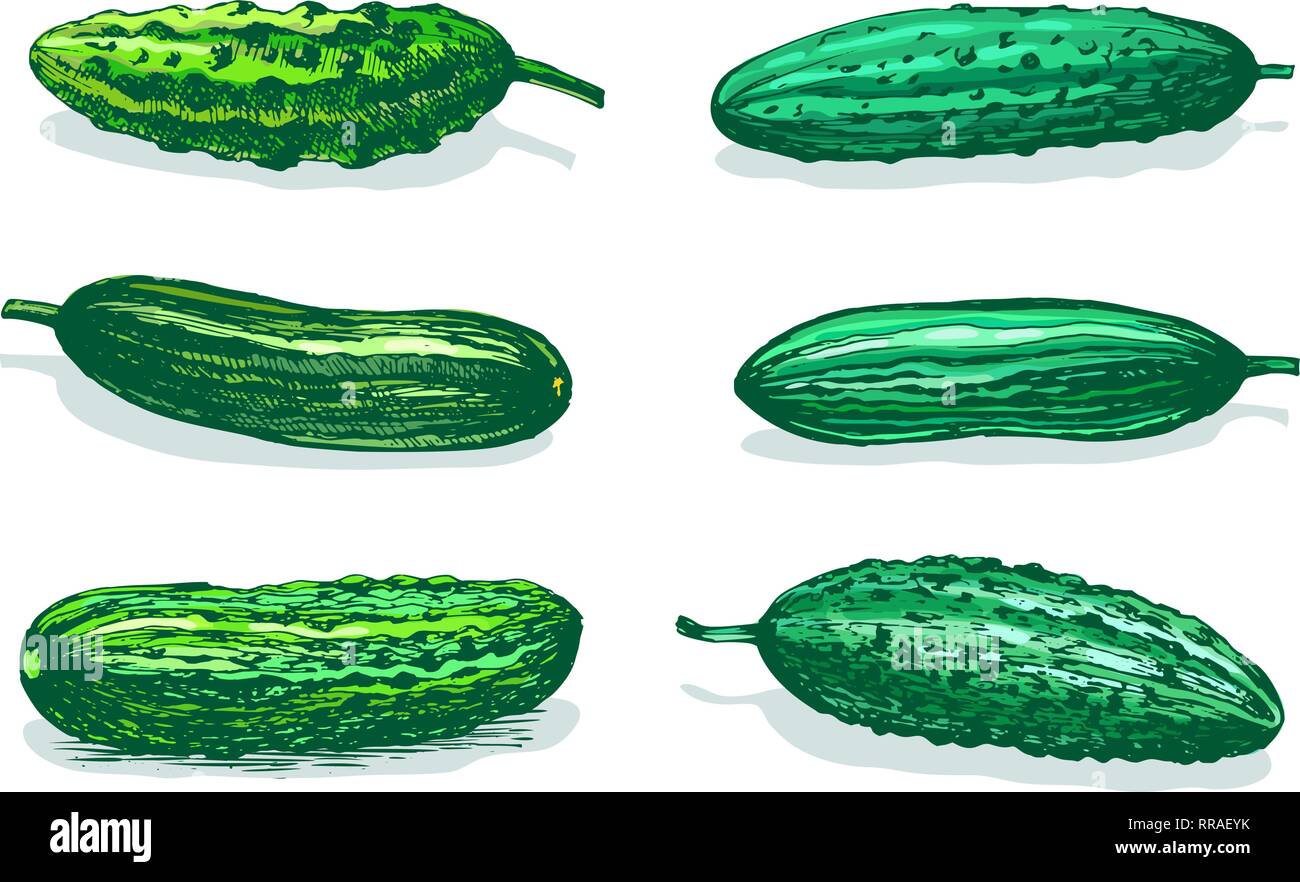 Botanical illustration of cucumber hi-res stock photography and images ...