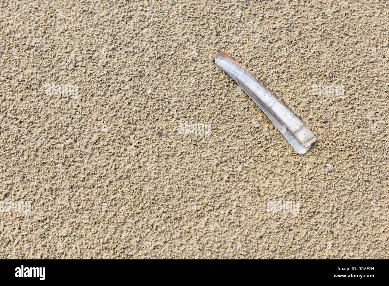 A razor clam (ensis ensis) lies in the wet sand on the beach. Textured ...