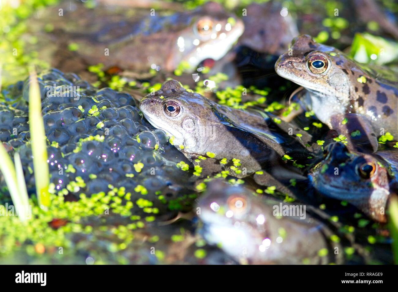 Frogs of britain hi-res stock photography and images - Alamy