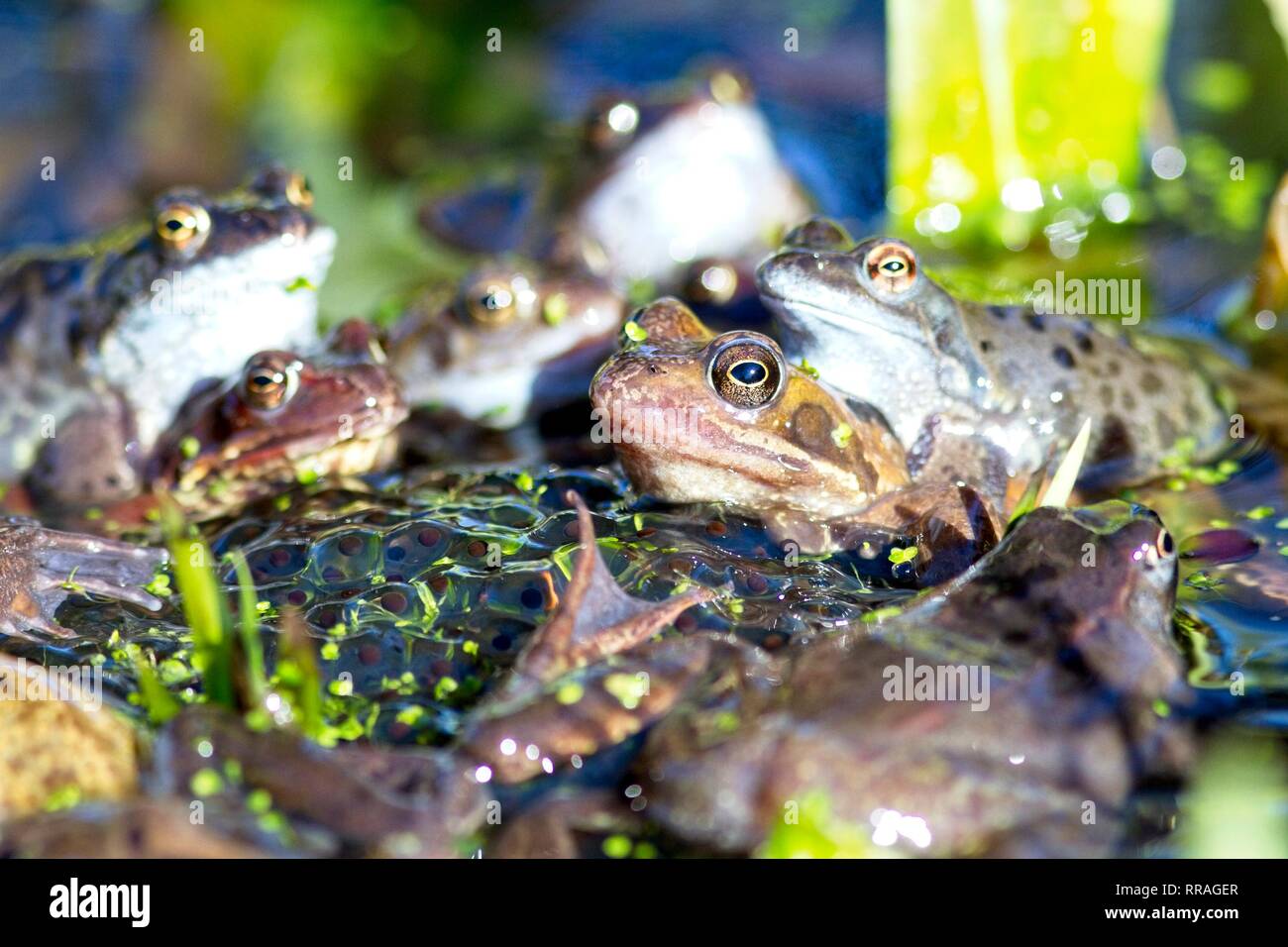 Frogs of britain hi-res stock photography and images - Alamy