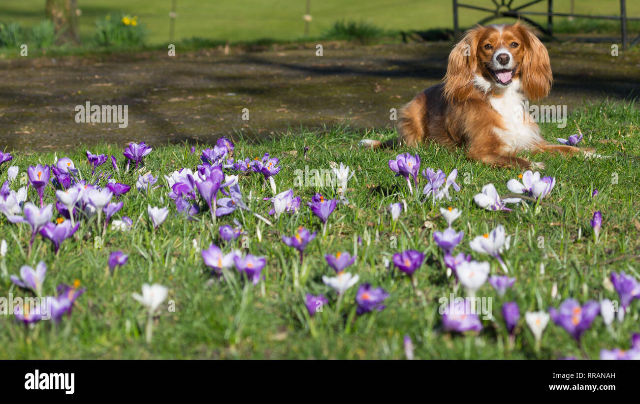 Gravesend, Kent, United Kingdom. 25th February, 2019. Cute cockapoo Pip ...