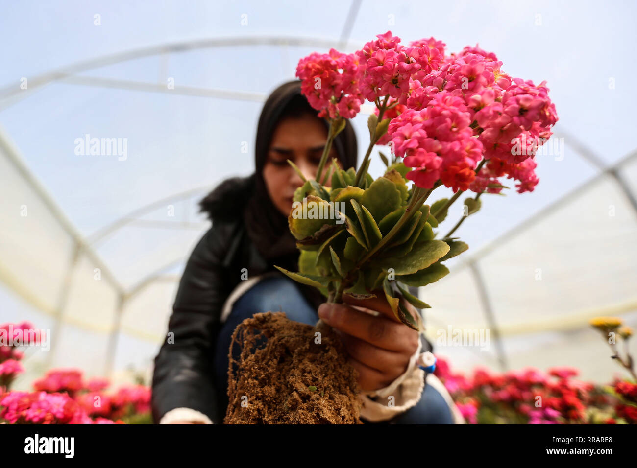 Gaza flower hi-res stock photography and images - Alamy