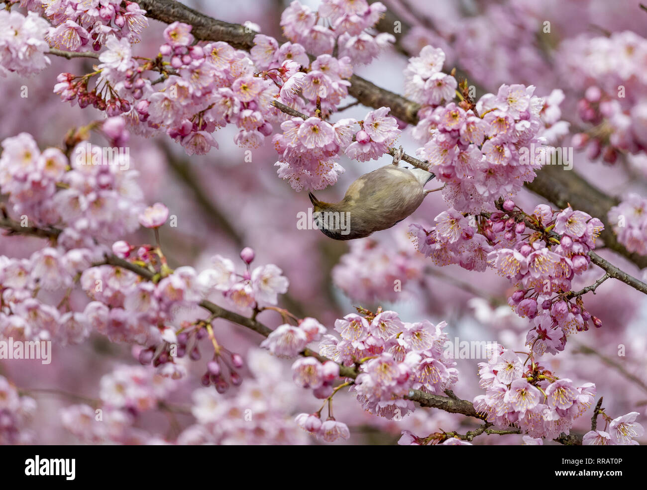 Chongqin, Chongqin, China. 25th Feb, 2019. Chongqing, CHINA-Spring ...