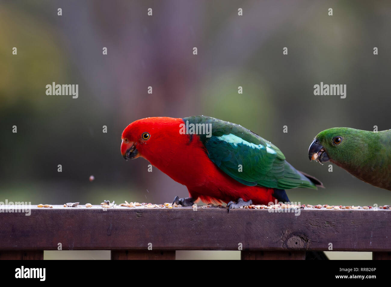 Eastern australia king parrot hi-res stock photography and images - Alamy