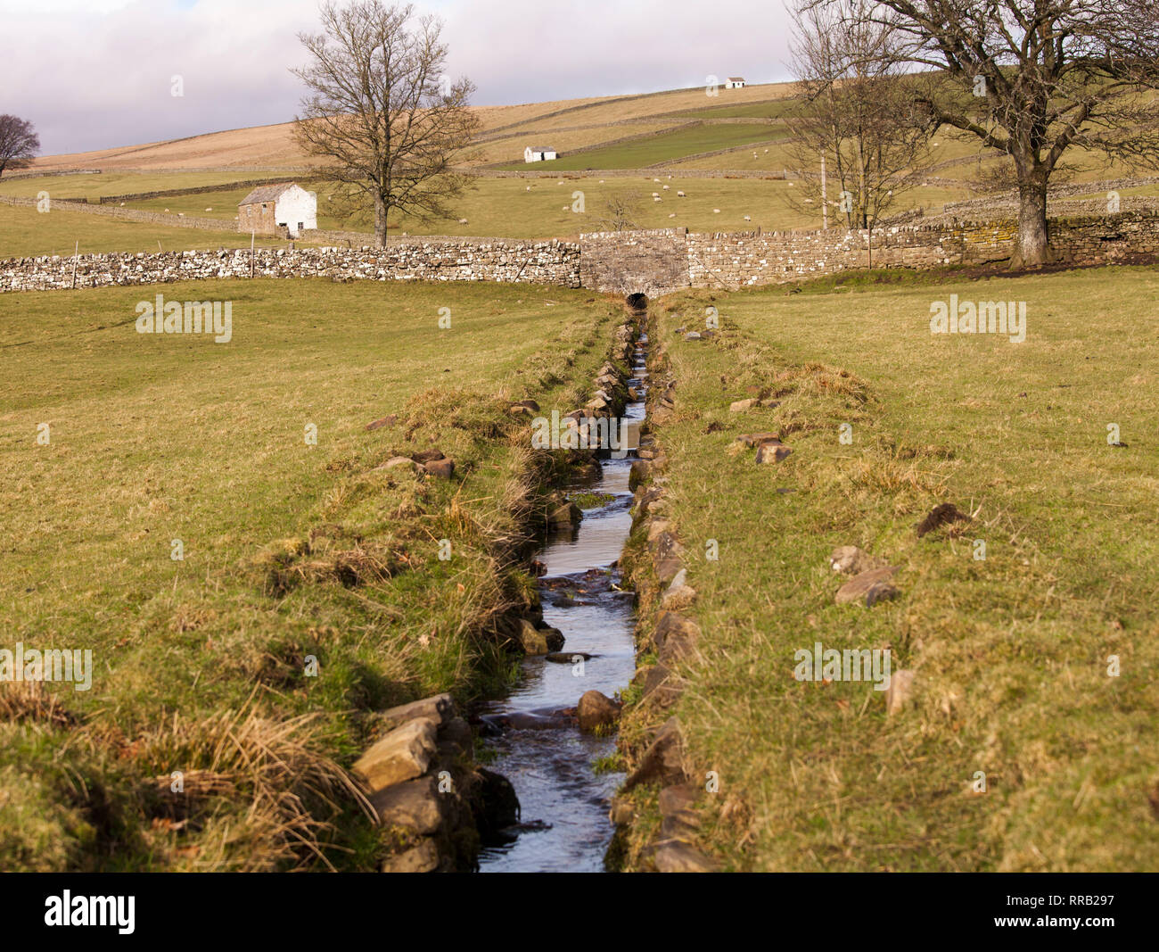 Stream running through trees hi-res stock photography and images - Alamy