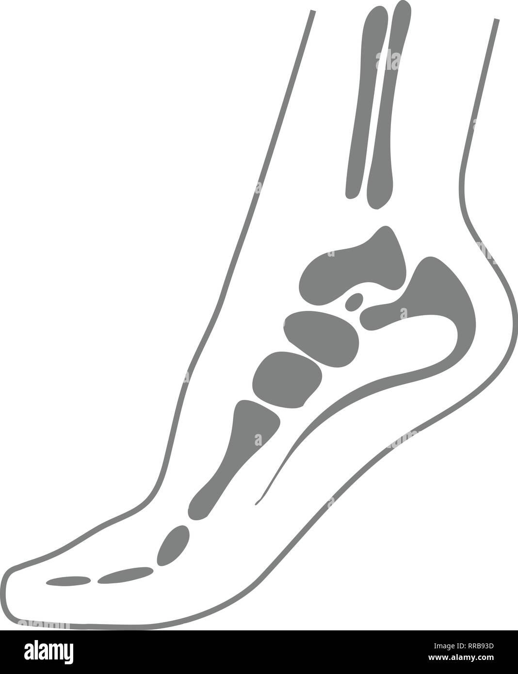 Cuneiform bone Stock Vector Images - Alamy