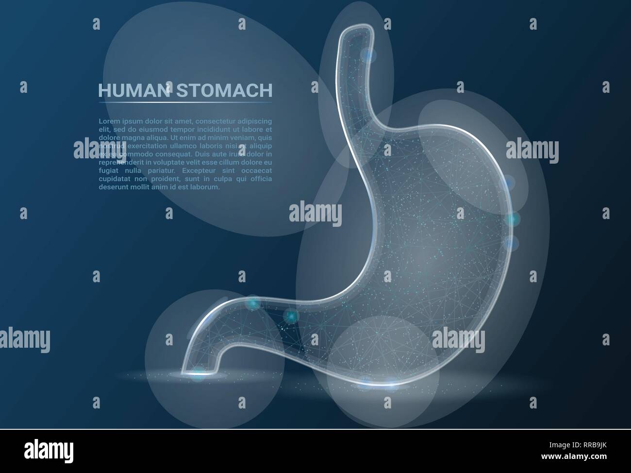 Human Healthy Stomach. Internal Digestion Organ Isolated On A ...