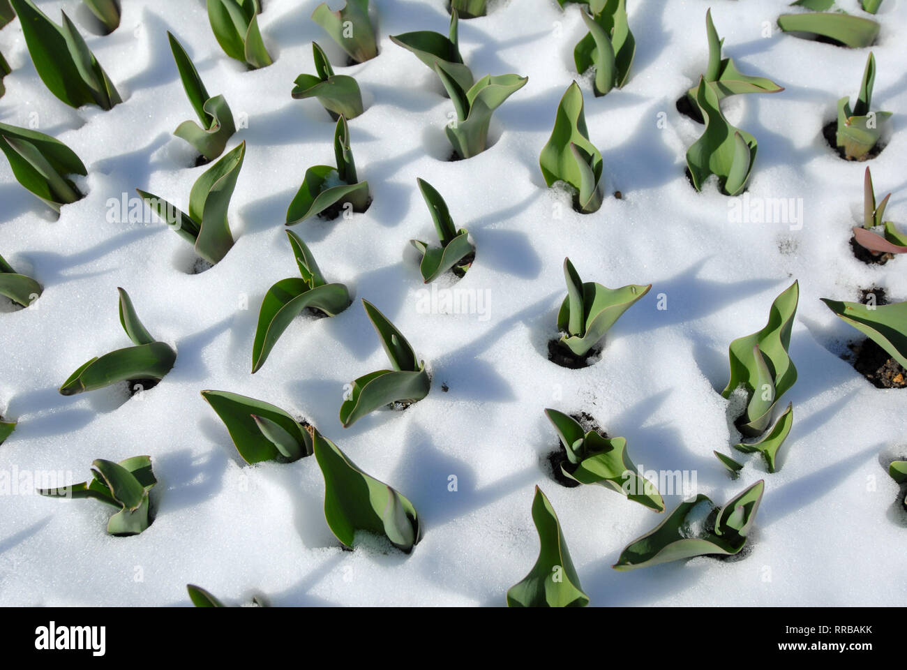 green plants under cover of white snow in early spring Stock Photo - Alamy