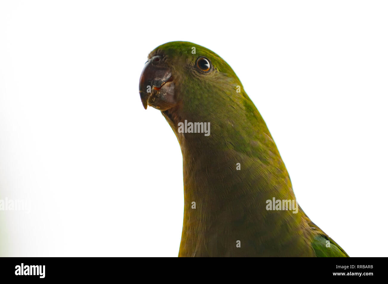 Species a scapularis hi-res stock photography and images - Alamy