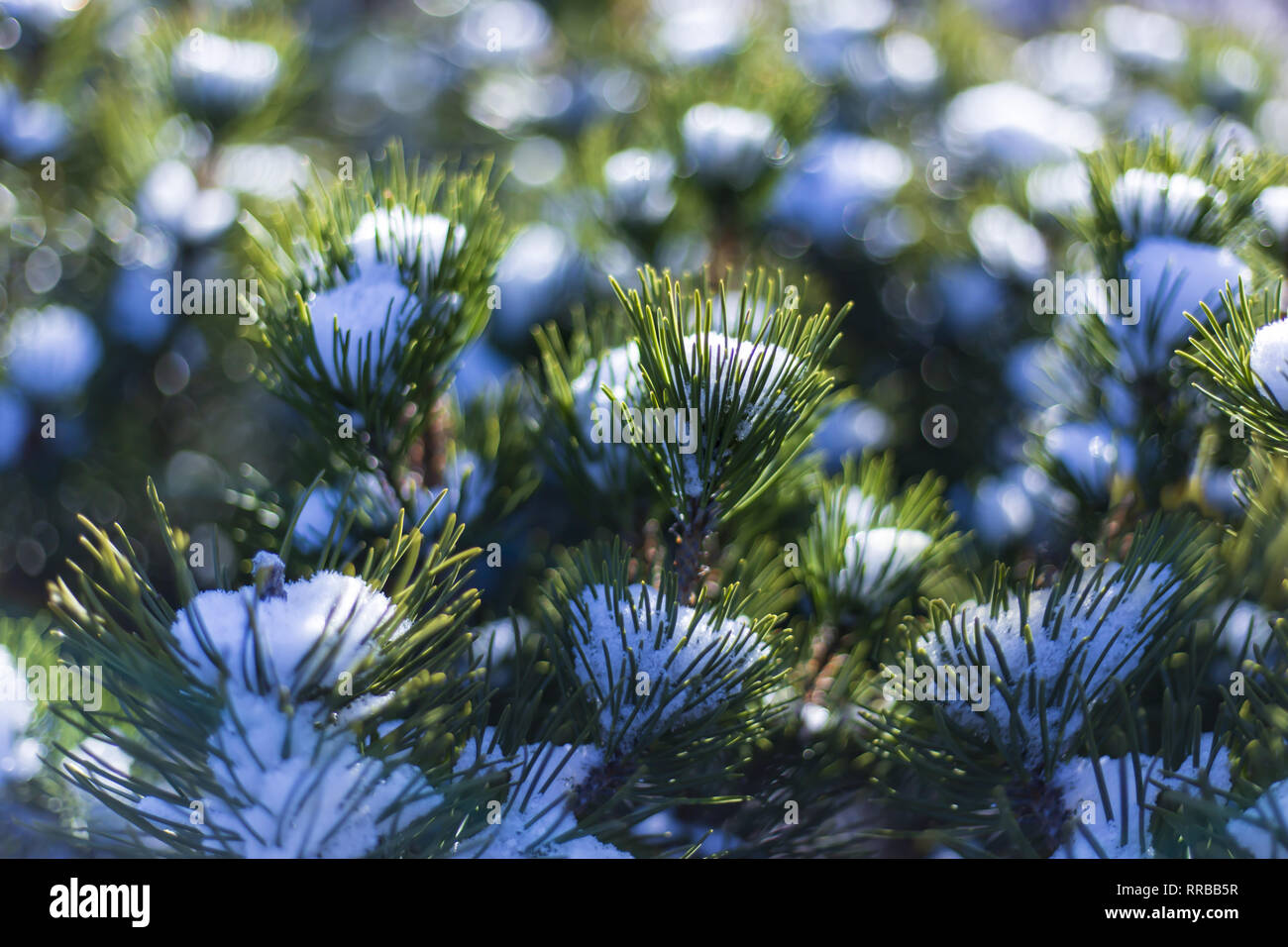 Needel bush in early spring with snow toppings Stock Photo - Alamy
