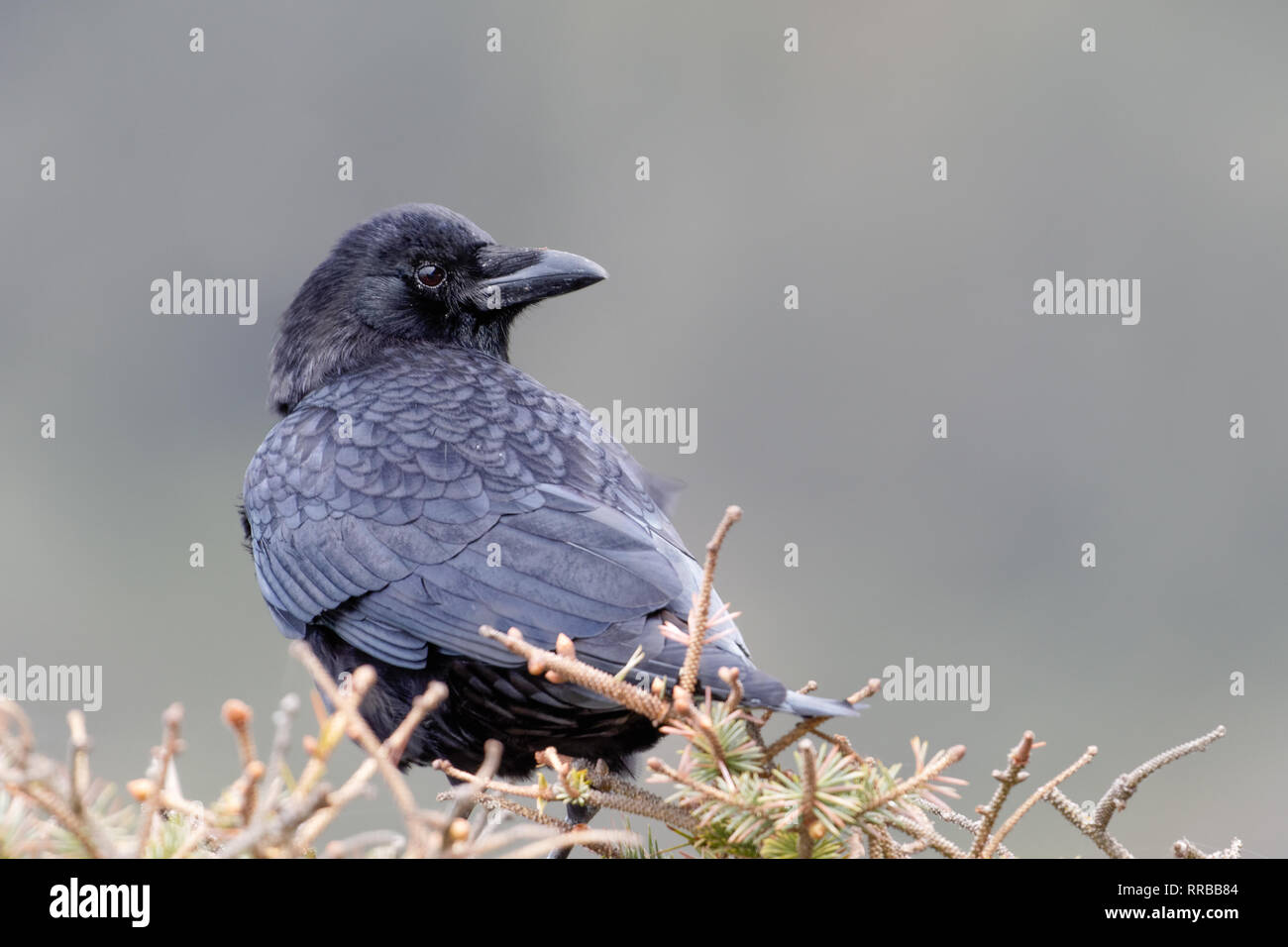 A common raven at home in the treetops Stock Photo - Alamy