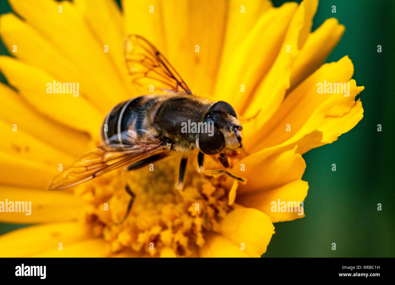 Diptera life cycle hi-res stock photography and images - Alamy
