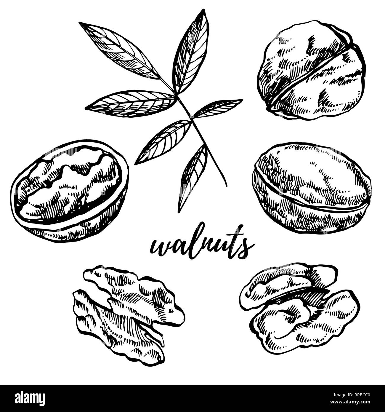 Hand drawn sketch style walnuts illustrations. Illustration in vintage ...
