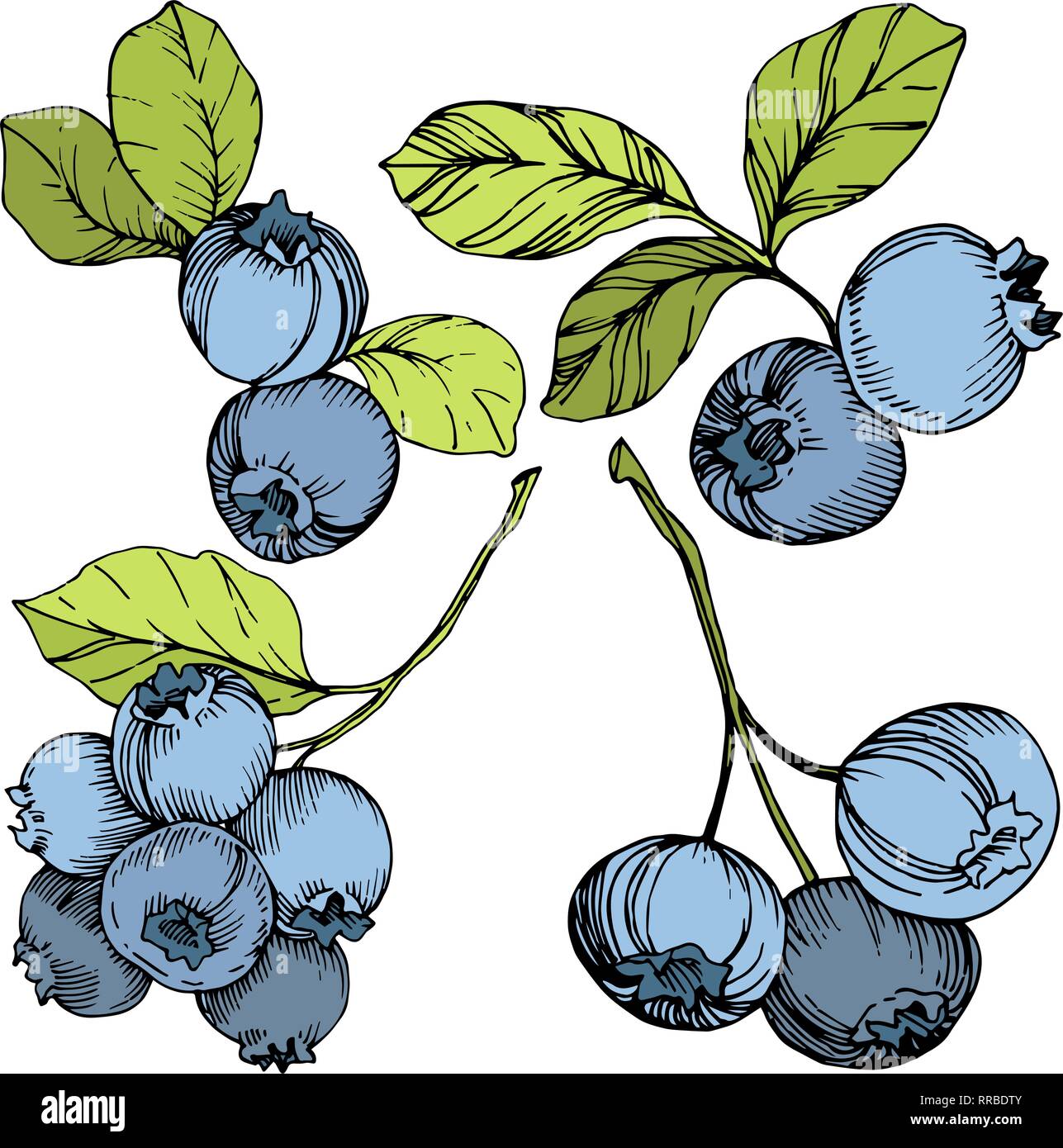 Vector Blueberry green and blue engraved ink art. Berries and green ...