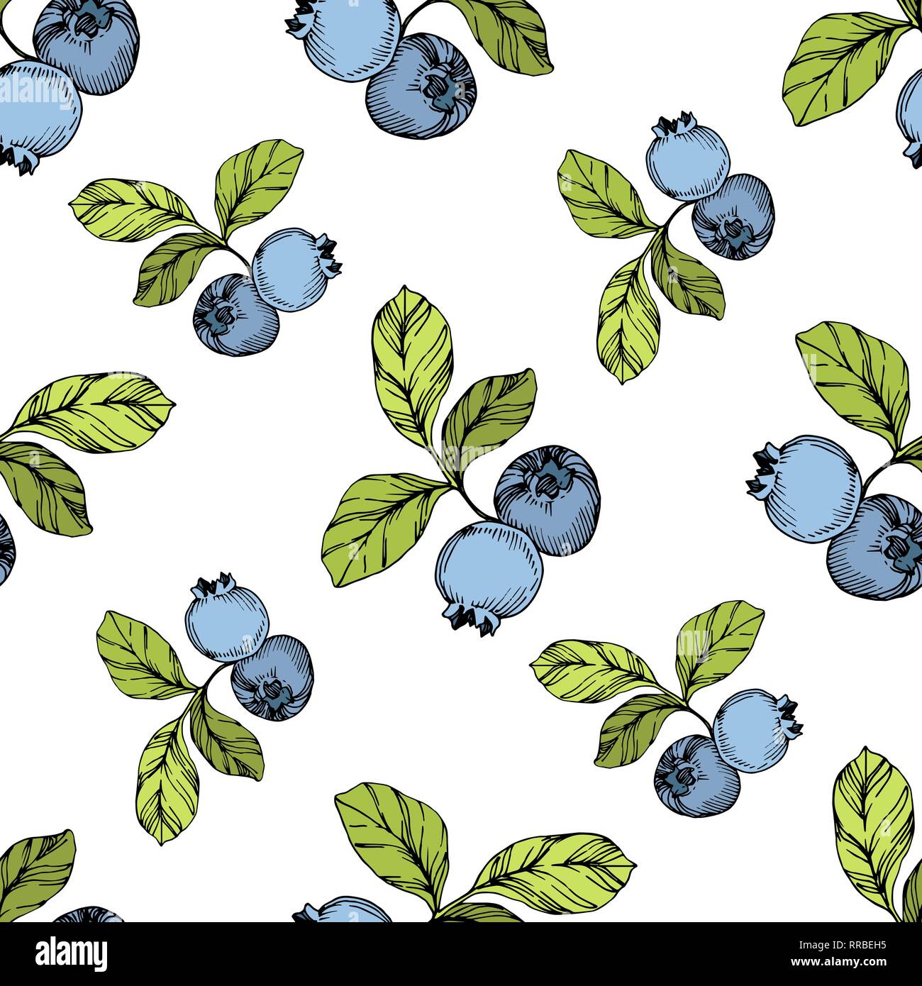 Vector Blueberry green and blue engraved ink art. Berries and green ...