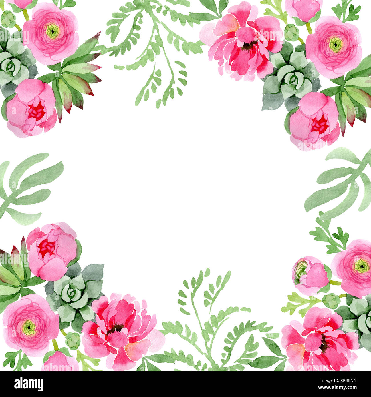 Pink ranunculus floral botanical flowers. Watercolor background ...