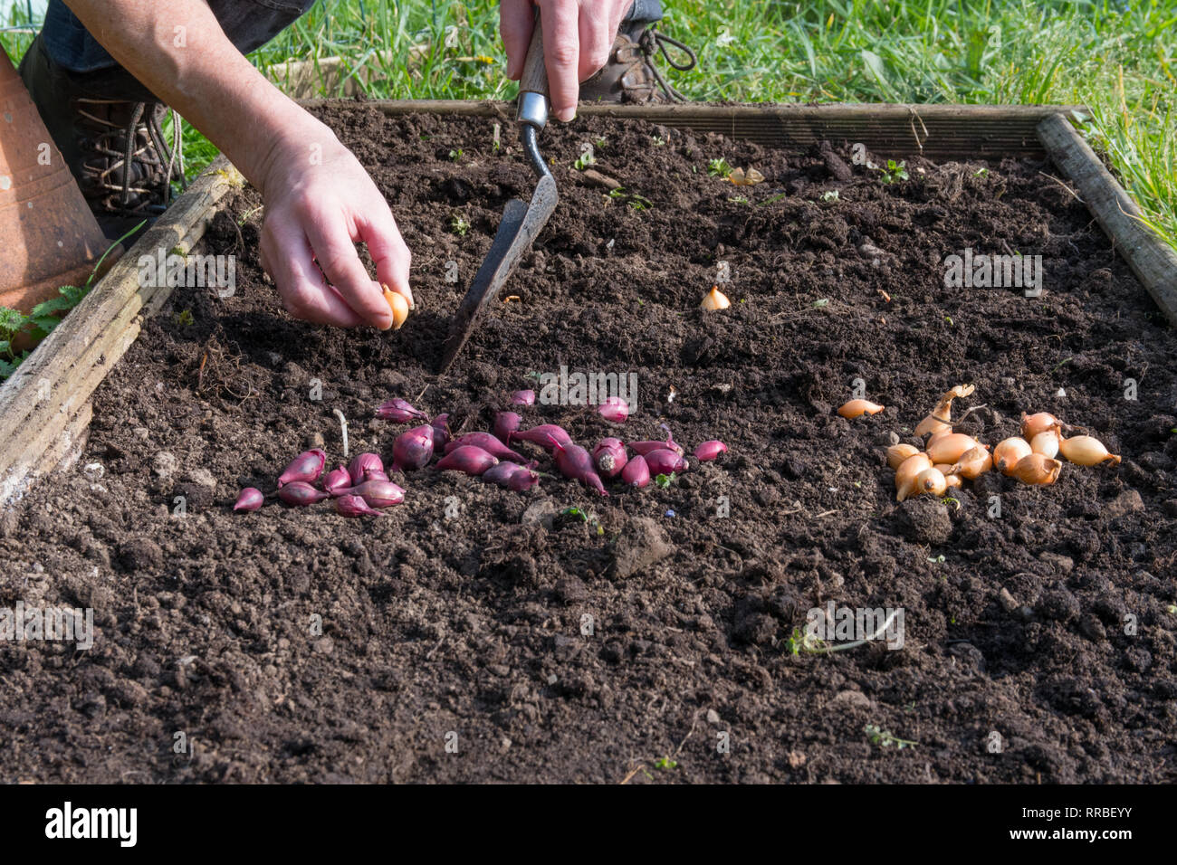 Planting red onion set hi-res stock photography and images - Alamy