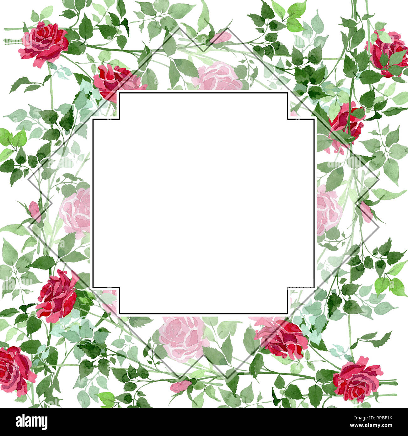 Pink and red bush roses floral botanical flowers. Watercolor background ...