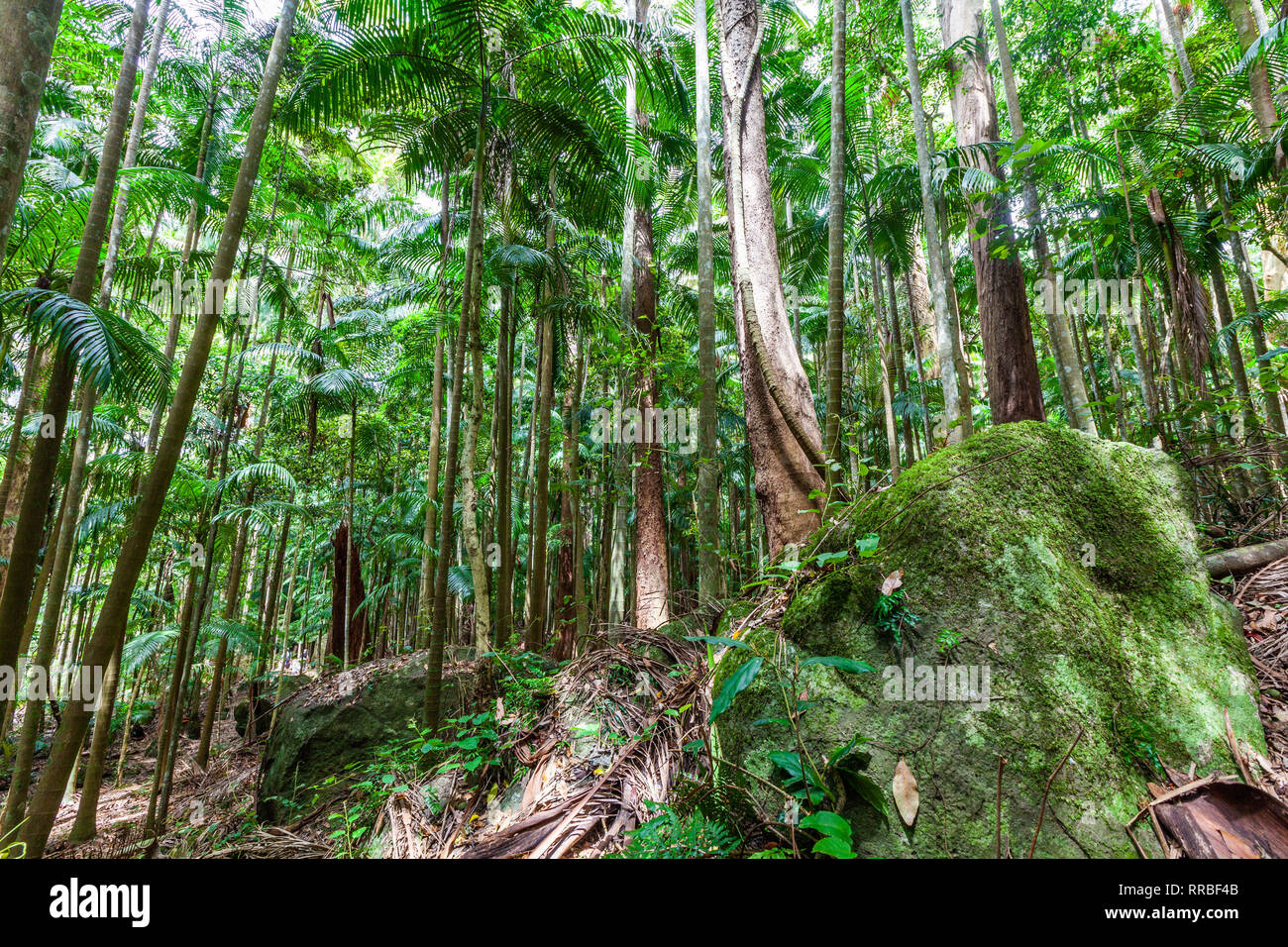 Moss covered rock in temperate rainforest in Queensland, Australia ...