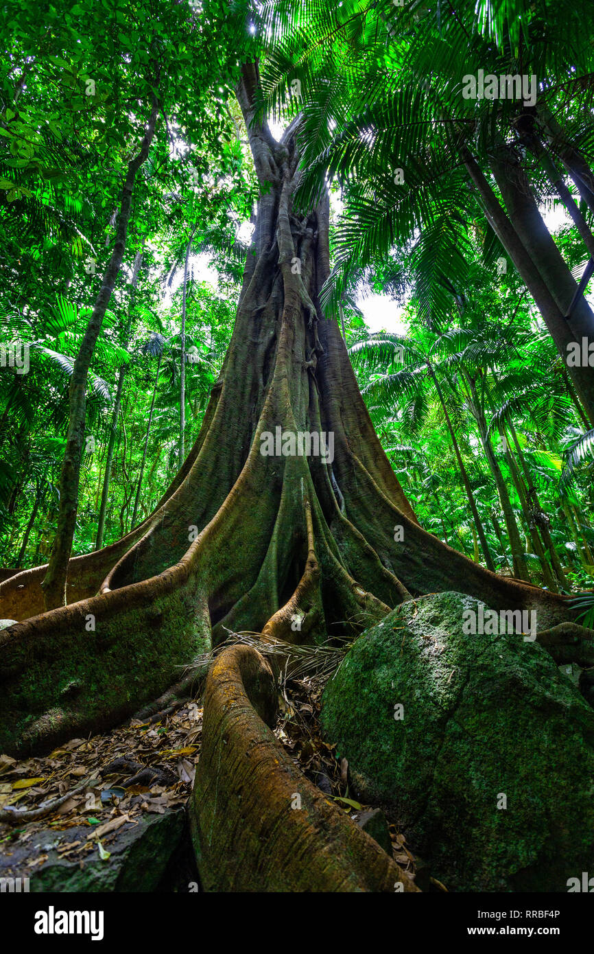 Beautiful big fig tree with huge root system in rainforest Stock Photo ...