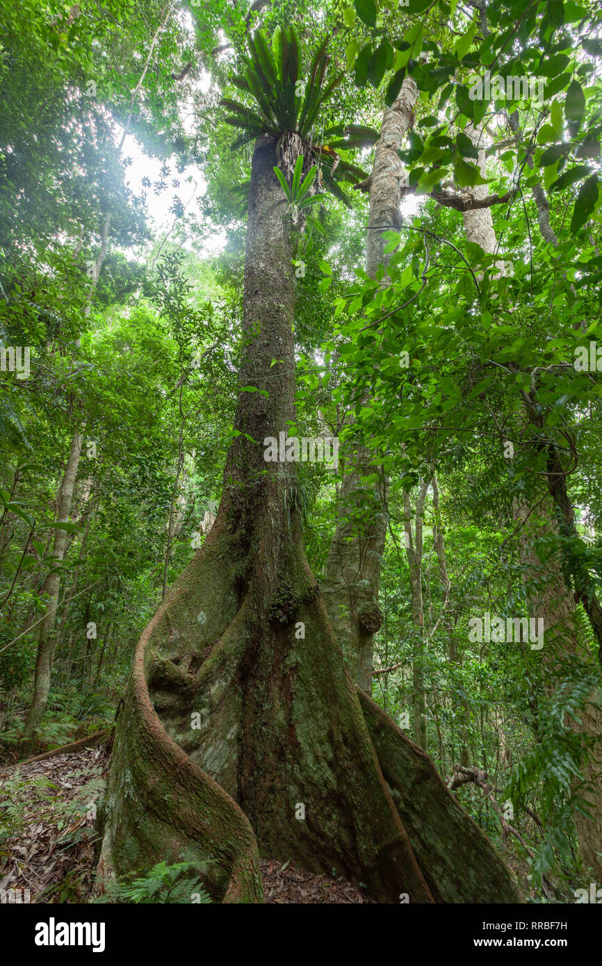 Australian native fig hi-res stock photography and images - Alamy