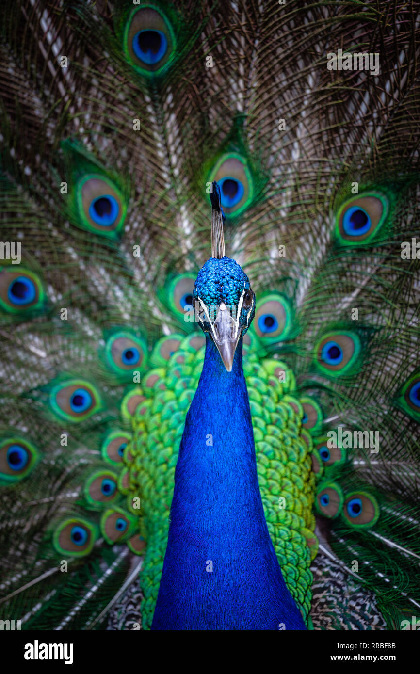 Peacock looking straight at camera Stock Photo - Alamy