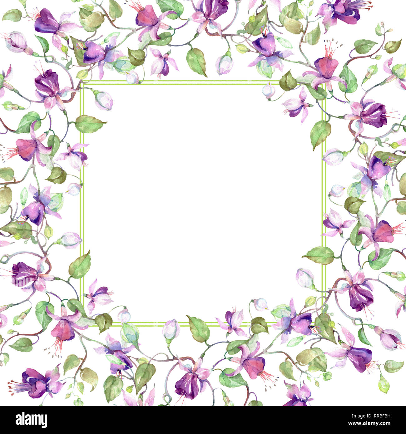 Purple fuchsia bouquet. Floral botanical flower. Watercolor background ...