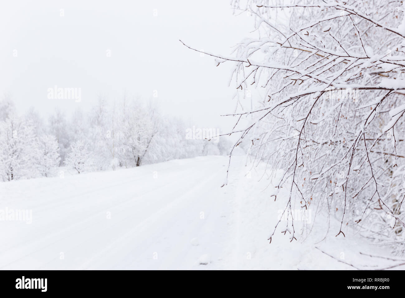 Winter landscape with snow trees Stock Photo - Alamy