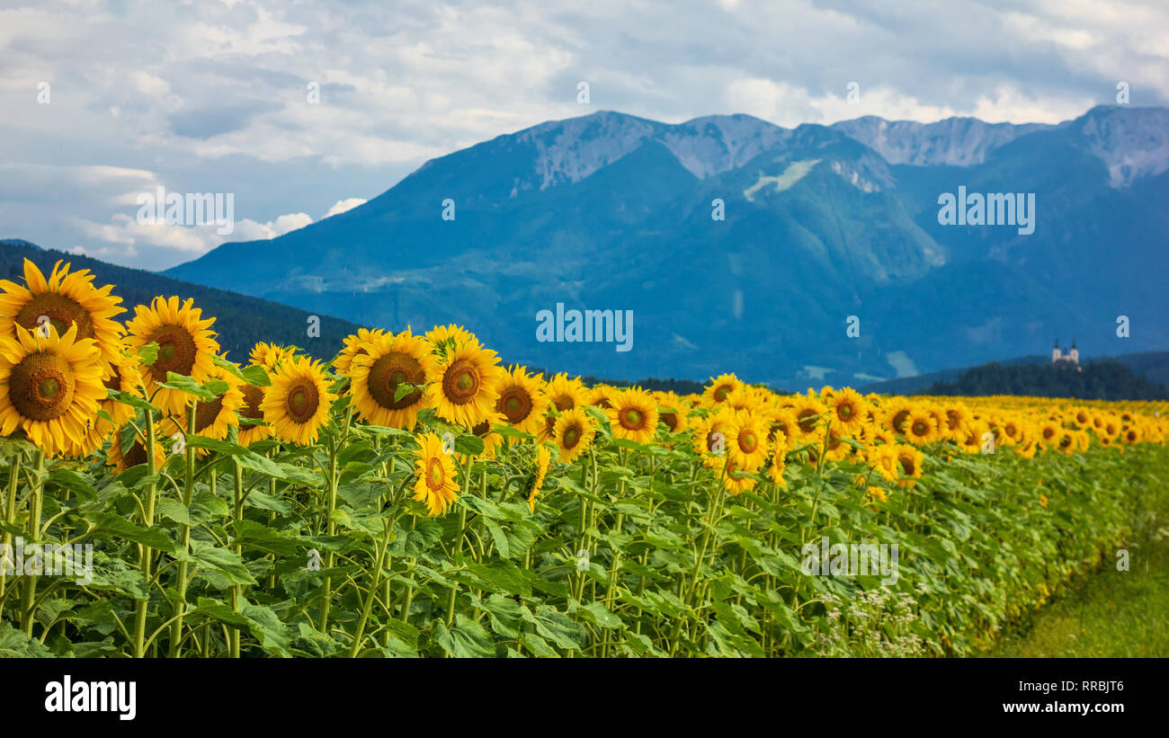 Field of sunflowers with the Austrian alps behind it Stock Photo - Alamy