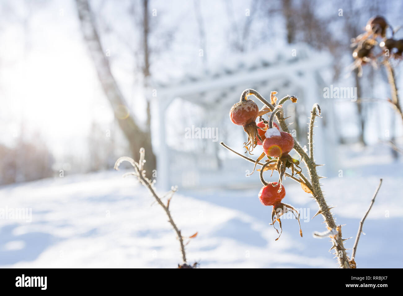 Red rose-hips in winter Stock Photo - Alamy