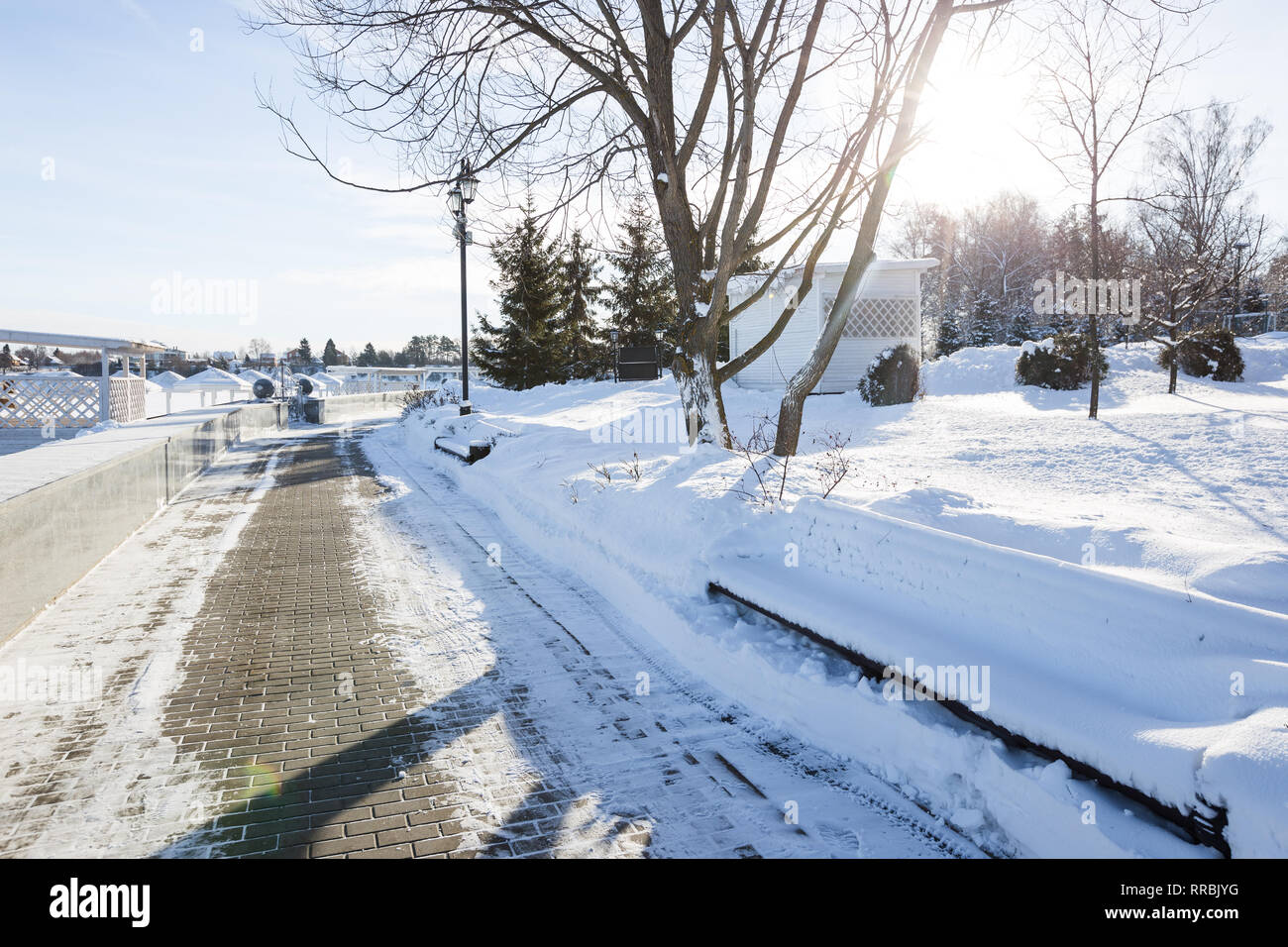 Scenic image of spruces trees Stock Photo - Alamy