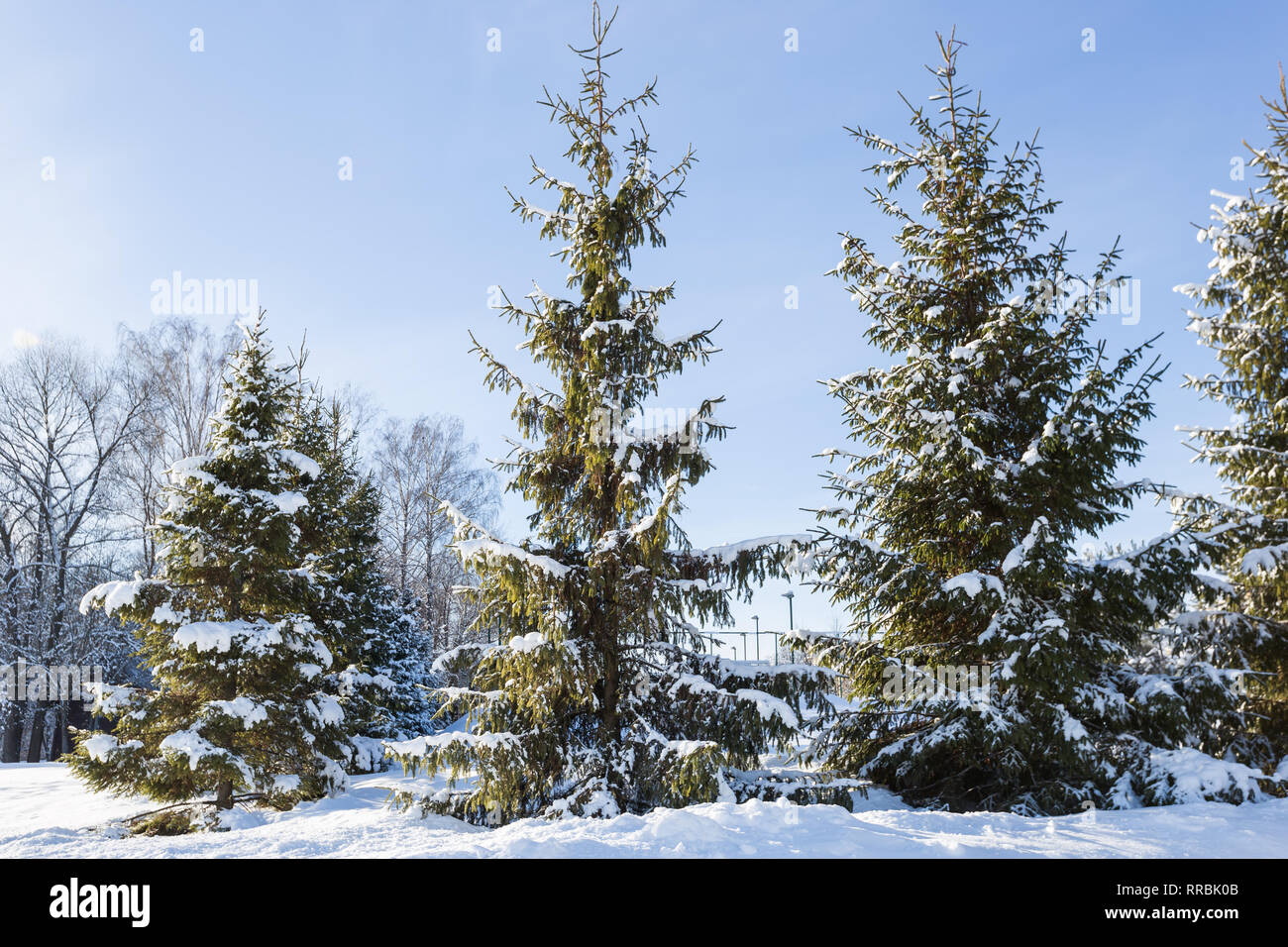Scenic image of spruces trees Stock Photo - Alamy